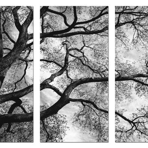 Trees in Black and White Canvas Print Wall Art - 3 Panel Split ...