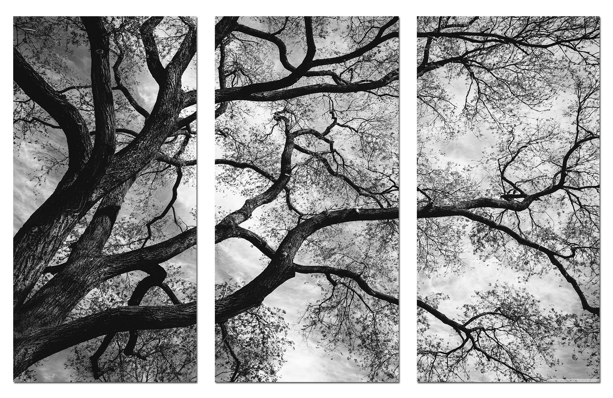 Trees in Black and White Canvas Print Wall Art 3 Panel - Etsy