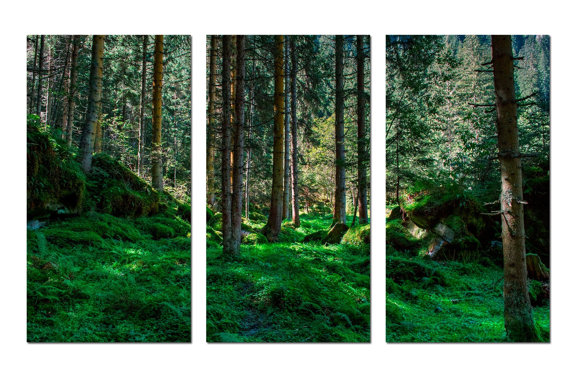 3 Panel Split Triptych Canvas Print of Trees in Forest. | Etsy