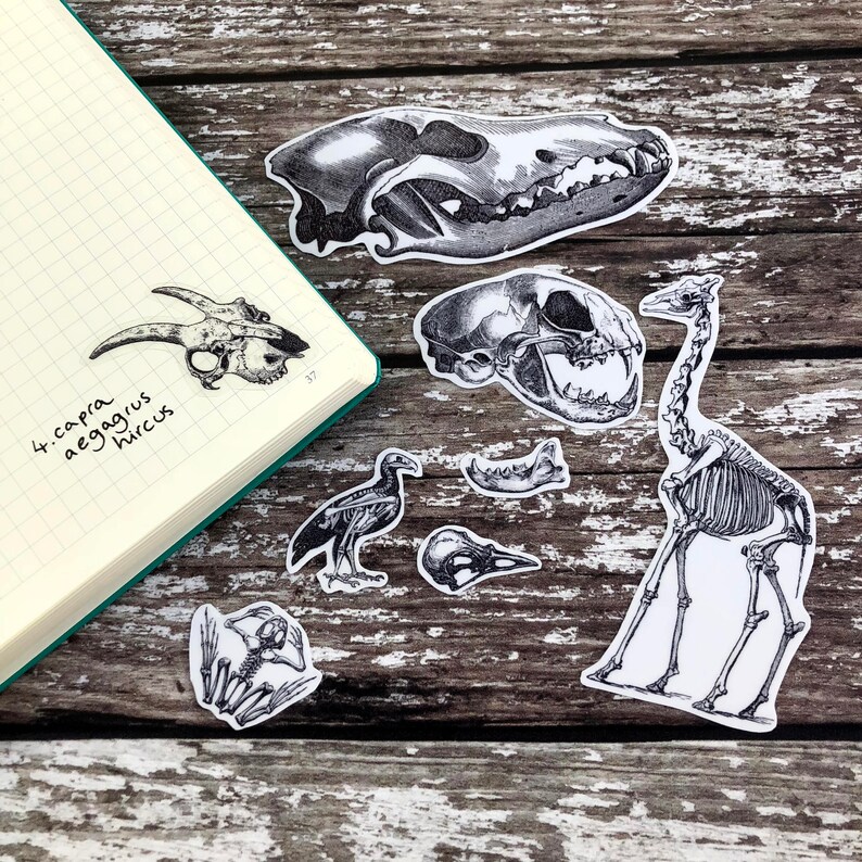 Animal Skeleton Stickers Animal Sticker Sheet Animal Skull | Etsy