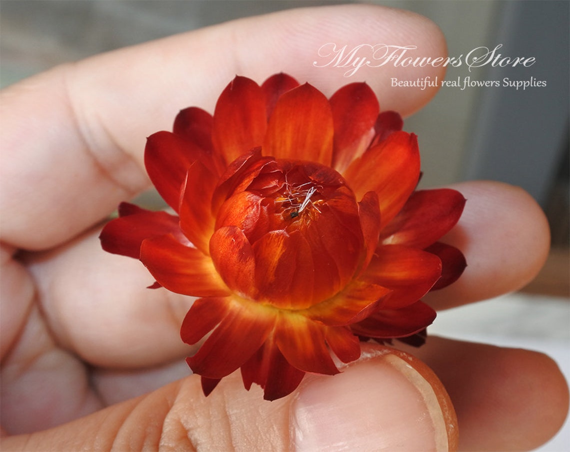30pcs Orange Tiny Strawflowers Heads Small Real Flower | Etsy
