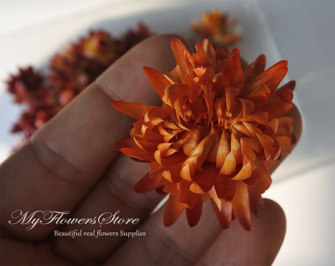30pcs Orange Tiny Strawflowers Heads Small Real Flower | Etsy
