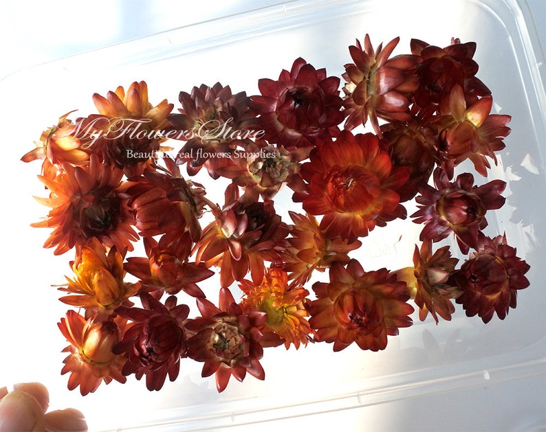 30pcs Orange Tiny Strawflowers Heads Small Real Flower | Etsy