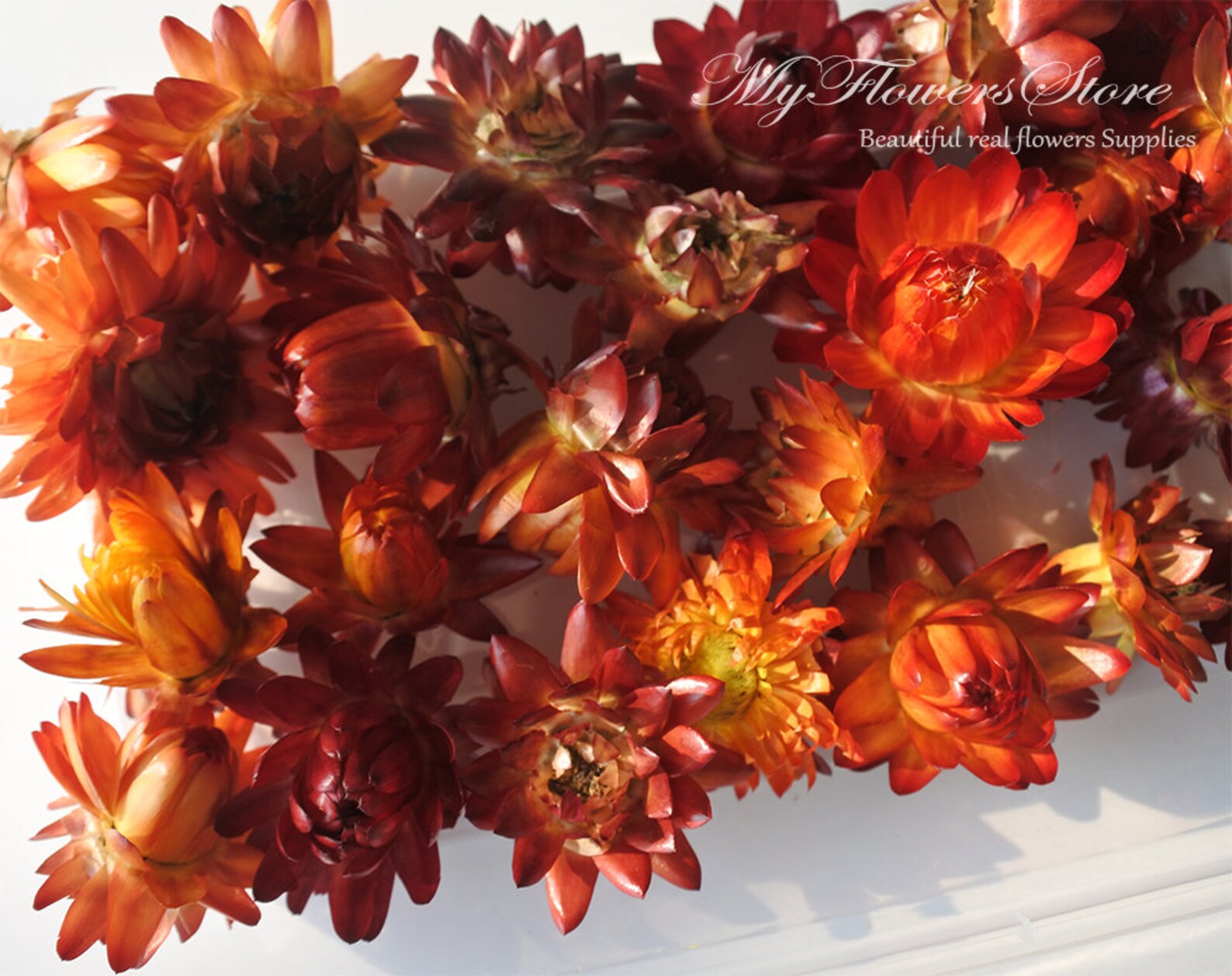 30pcs Orange Tiny Strawflowers Heads Small Real Flower | Etsy