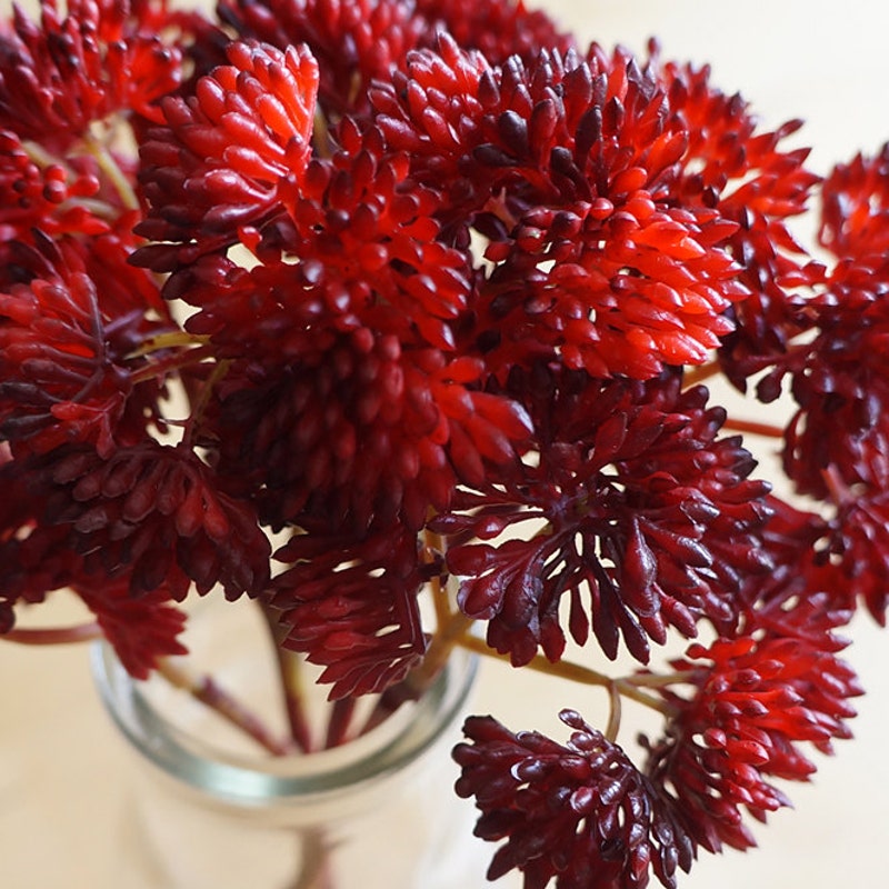 Red Sedum - Etsy