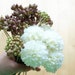 Mini Ivory Mums Bouquet (FB0064-06) | Artificial Flower – Flower ...