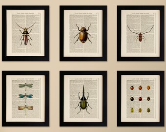 Antique Insect Print | Etsy