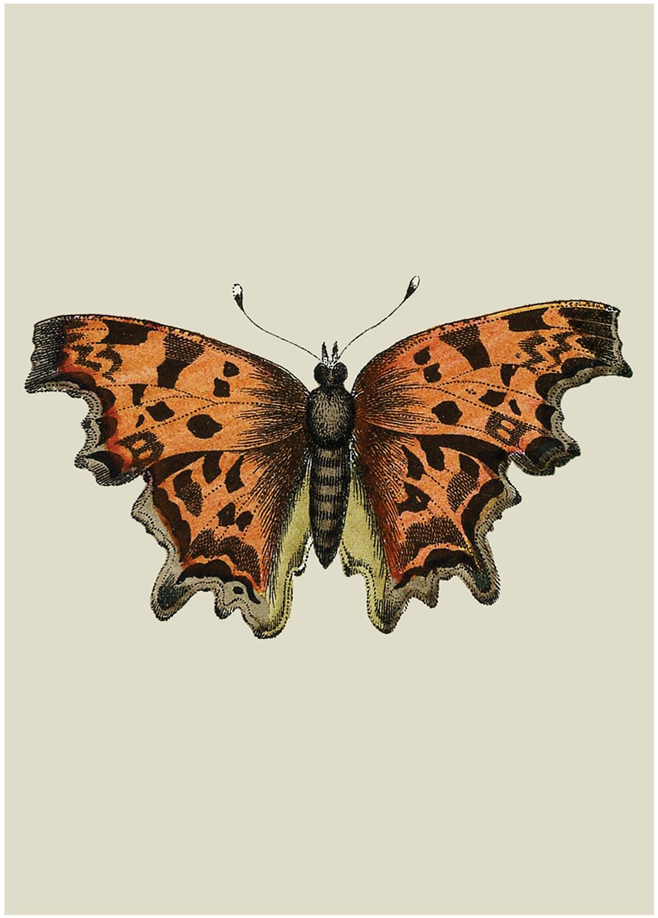 SET OF 4 Butterfly Prints 5x7 UNFRAMED Fab | Etsy