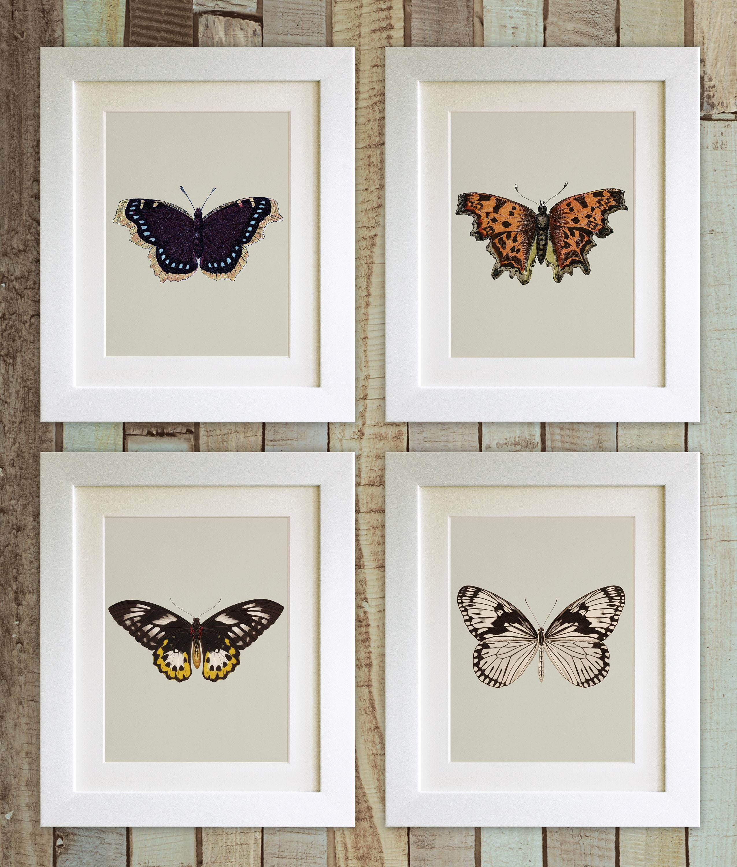 SET OF 4 Butterfly Prints 5x7 UNFRAMED Fab | Etsy