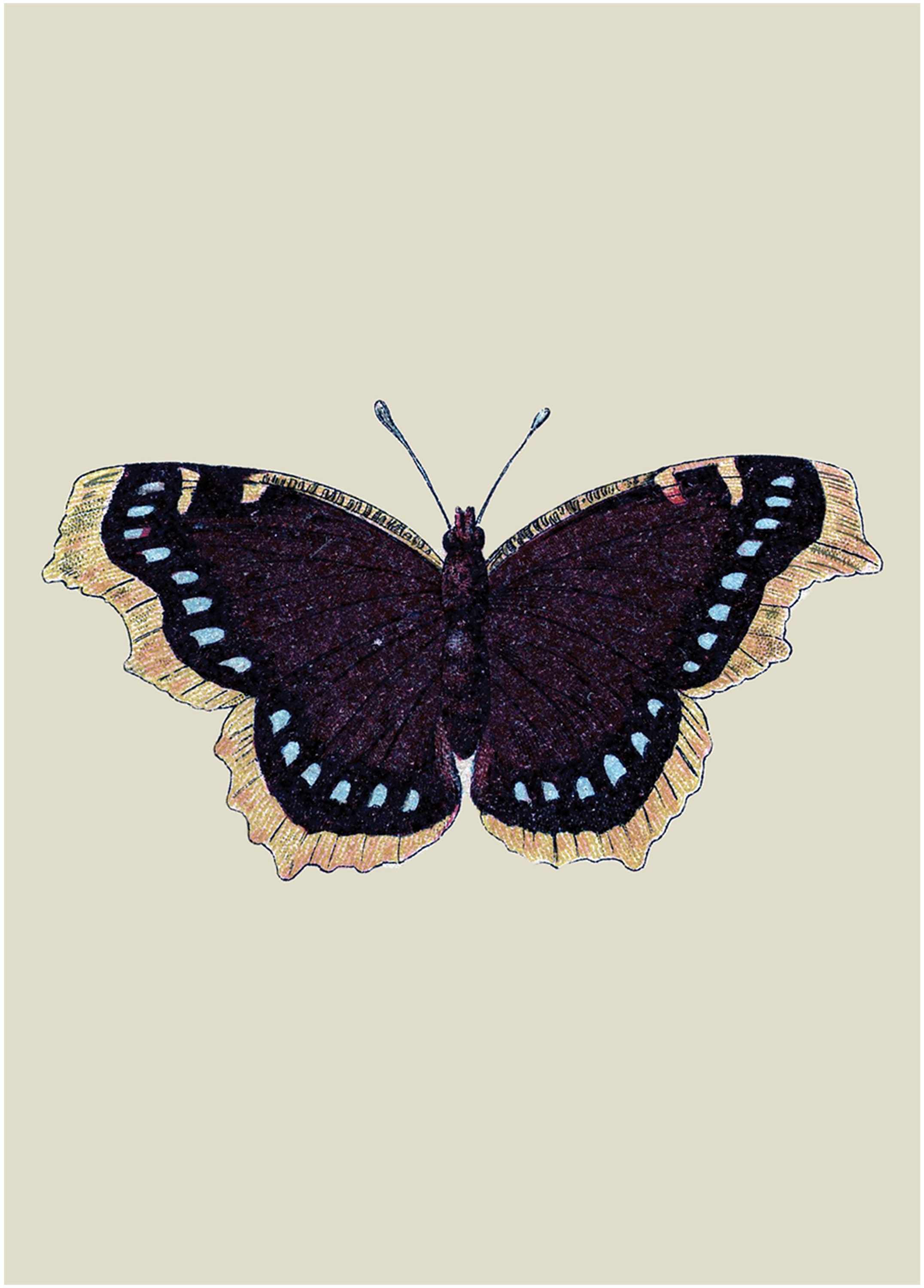 SET OF 4 Butterfly Prints 5x7 UNFRAMED Fab | Etsy