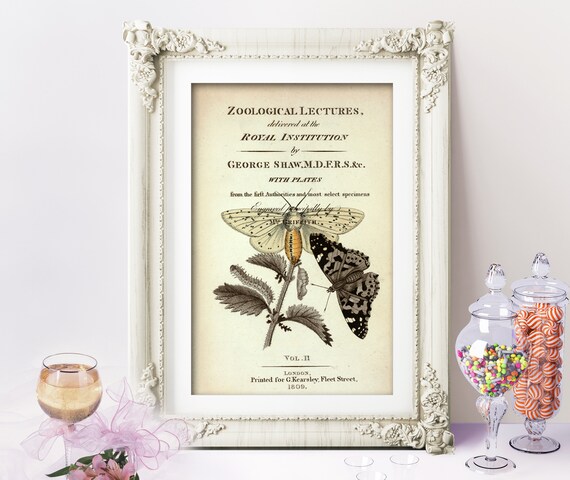 Vintage Style Butterfly Print Book Page A4 Fabulous Vintage - Etsy