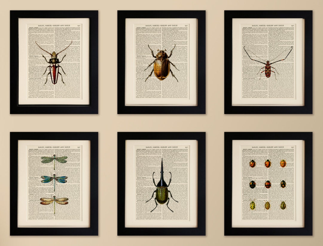 Set of 6 Art Prints on Old Antique Book Page - Insect, Beetle, Ladybugs ...