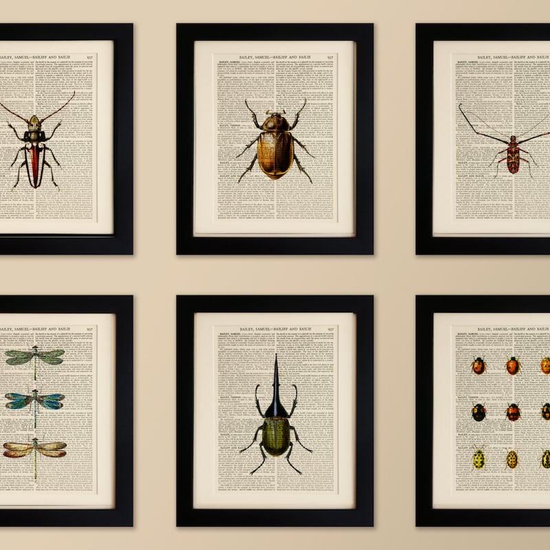 Antique Insect Print - Etsy