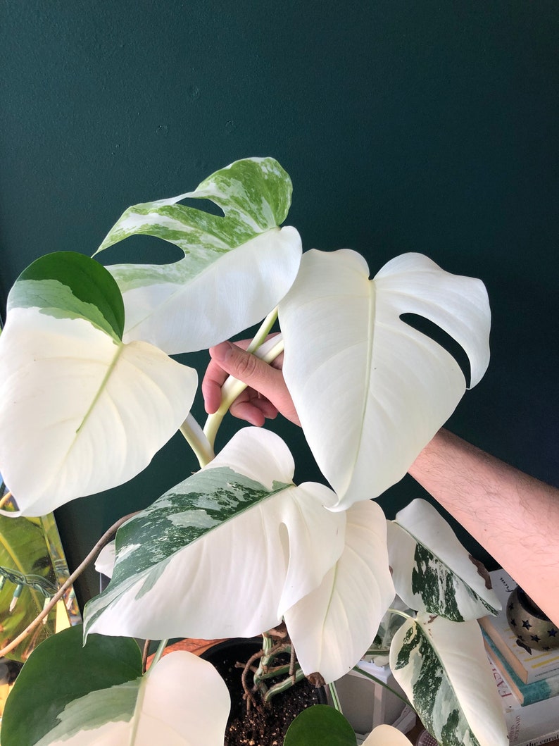 Monstera Deliciosa Albo Variegated - Etsy