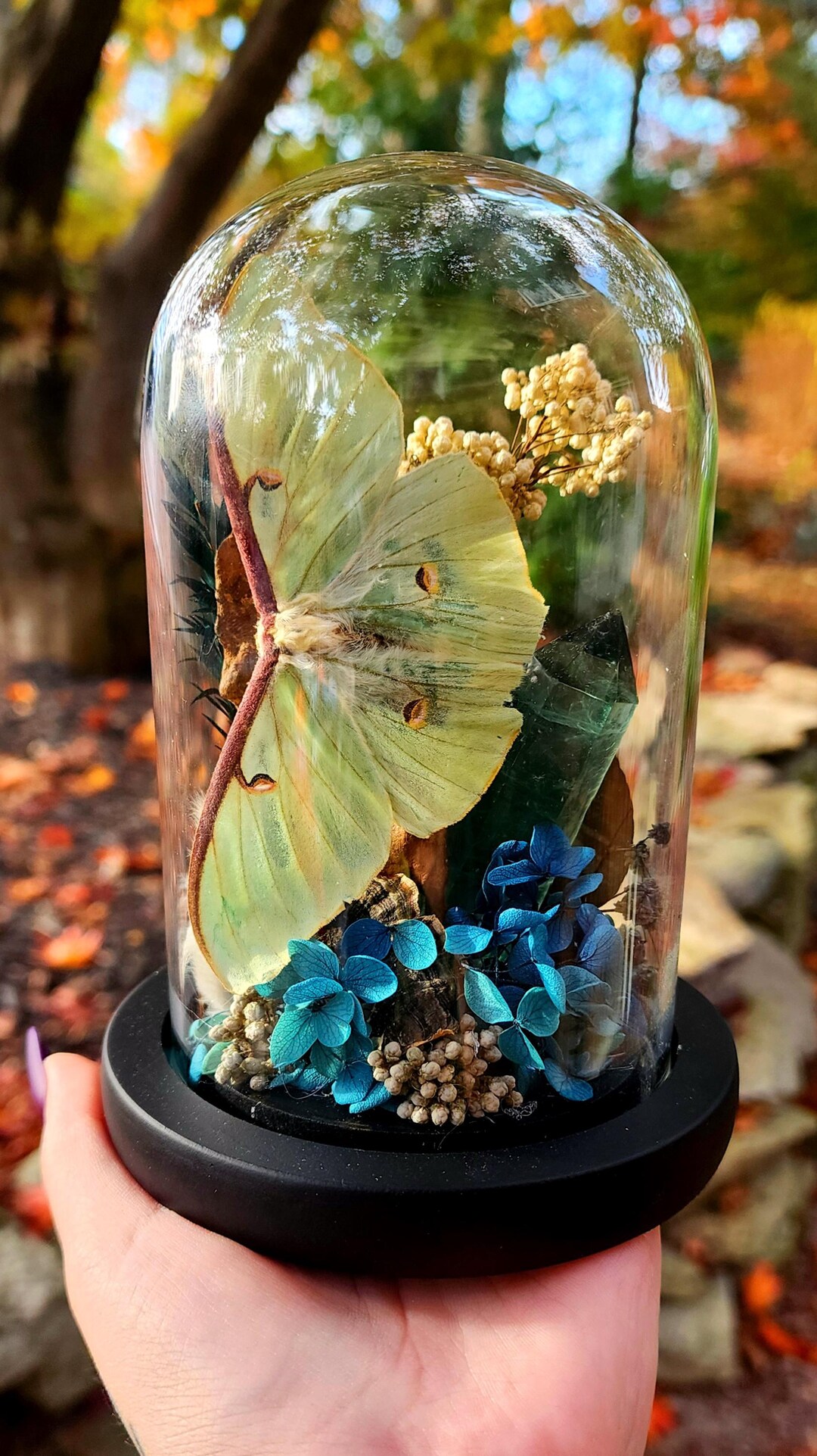 Luna Moth Terrarium - Etsy