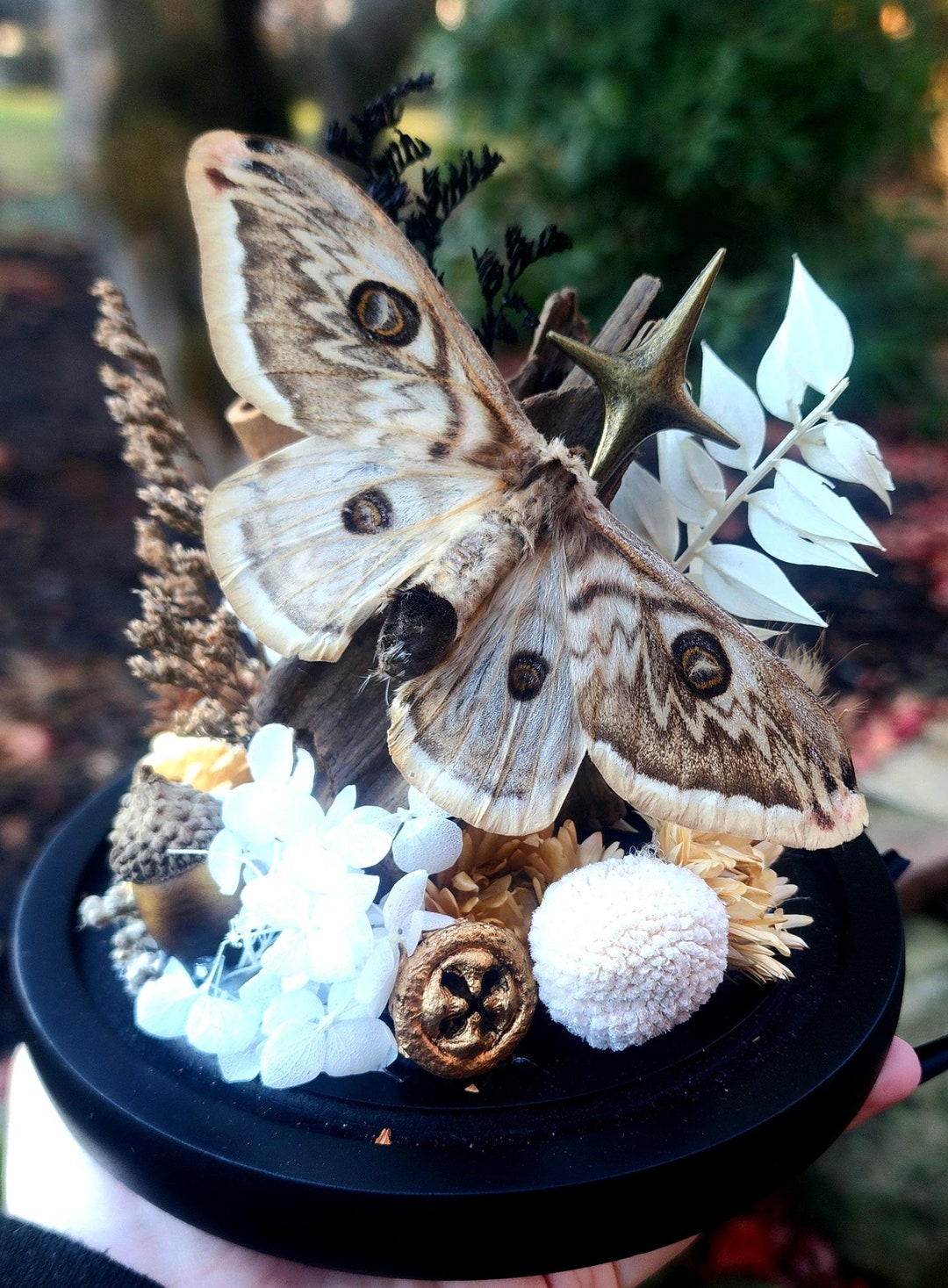 Emperor Moth Terrarium - Etsy