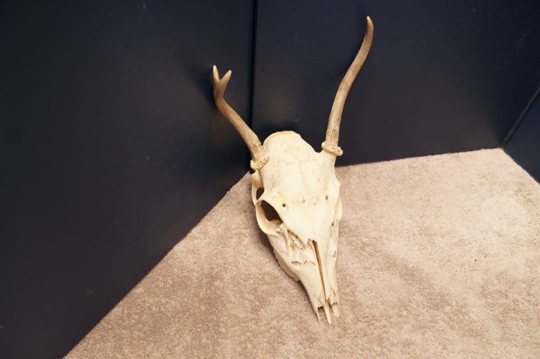 Texas Whitetail 3 Point Deer Skull Antlers, European Mount - Etsy