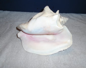 Pink Conch Shell Large Nautical Vintage Style Art Print Beach House ...