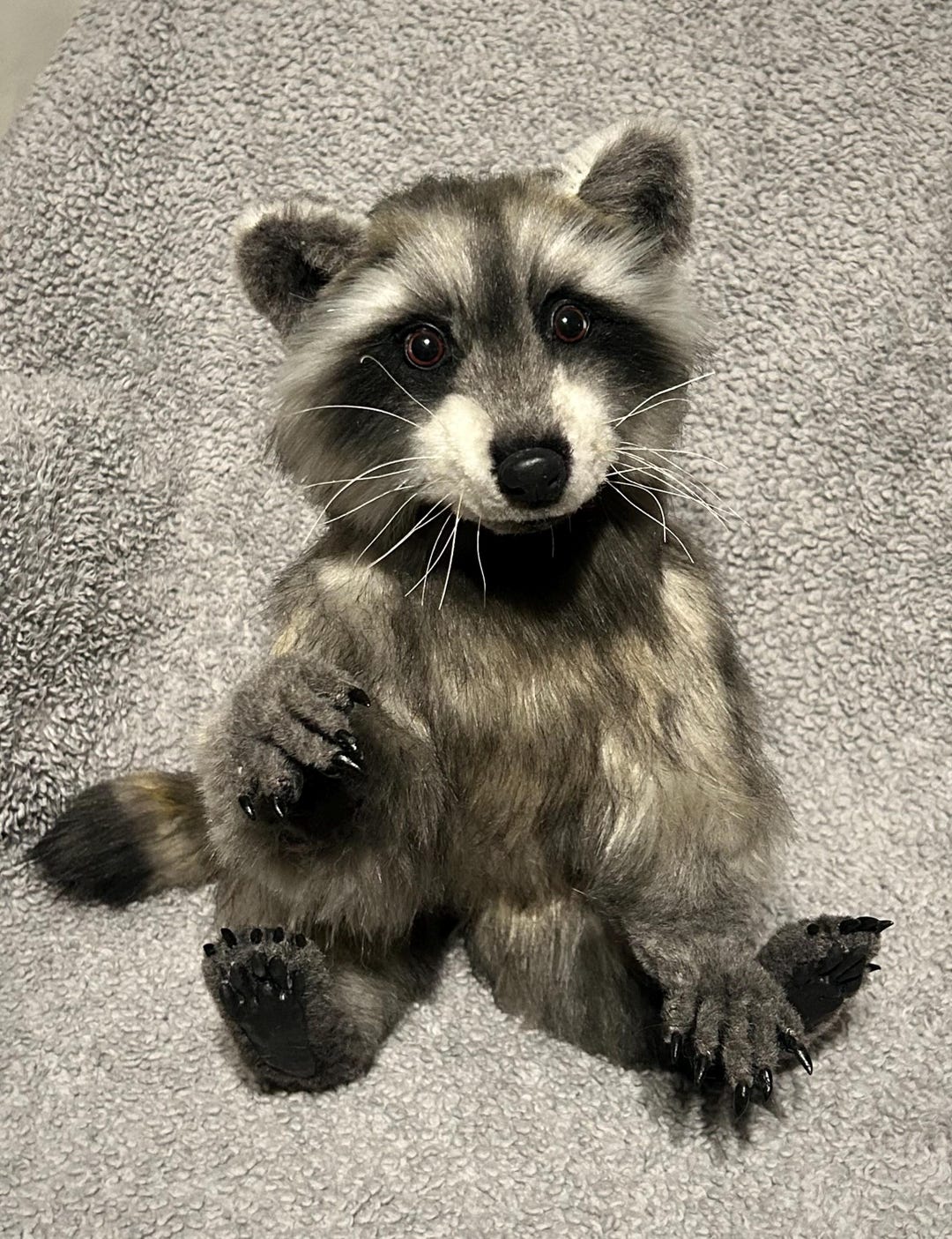 Hand Made Realistic Life Size Raccoon Doll Fully Posable - Etsy