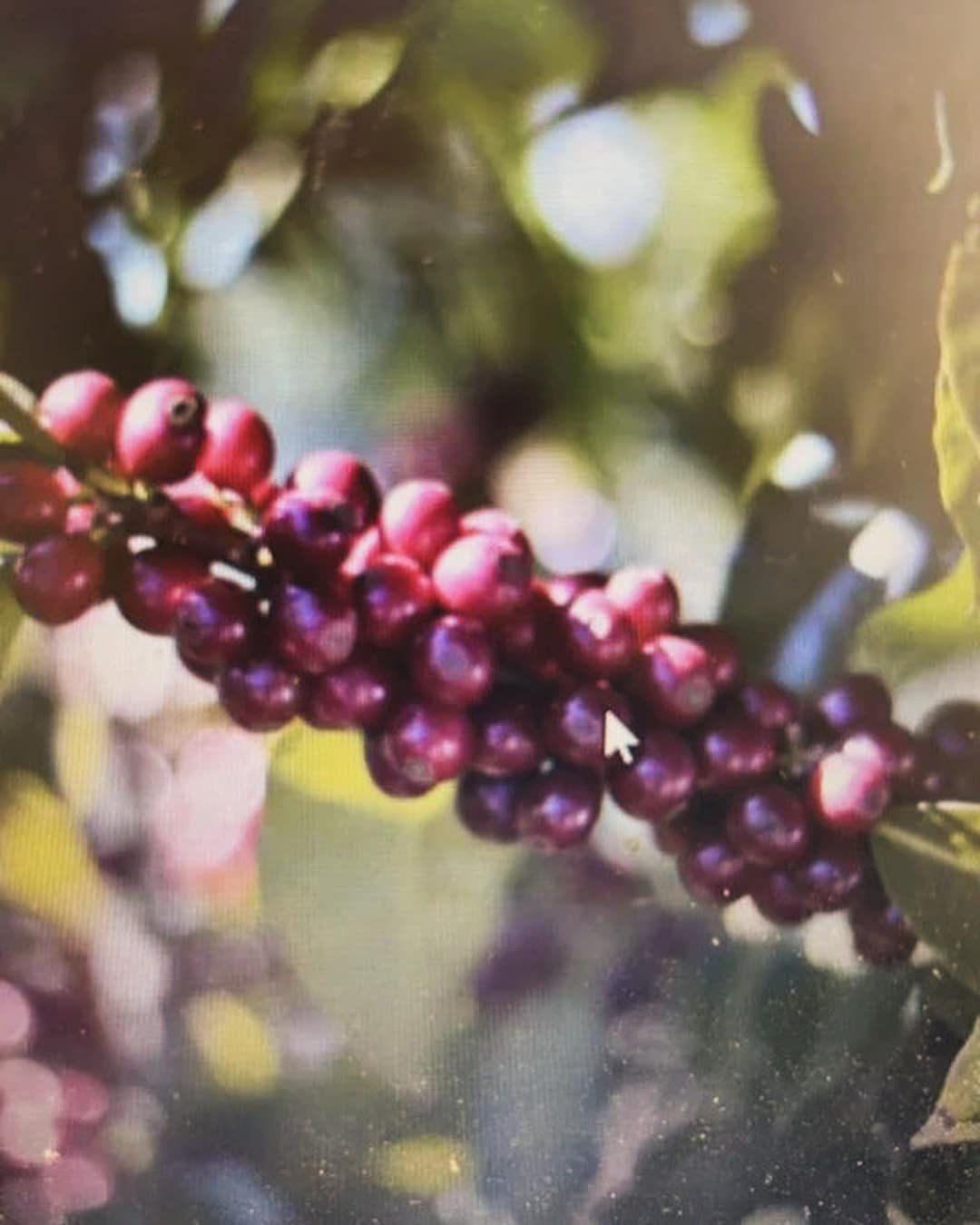 25 Lbs India Kaapi Royale Robusta - Etsy