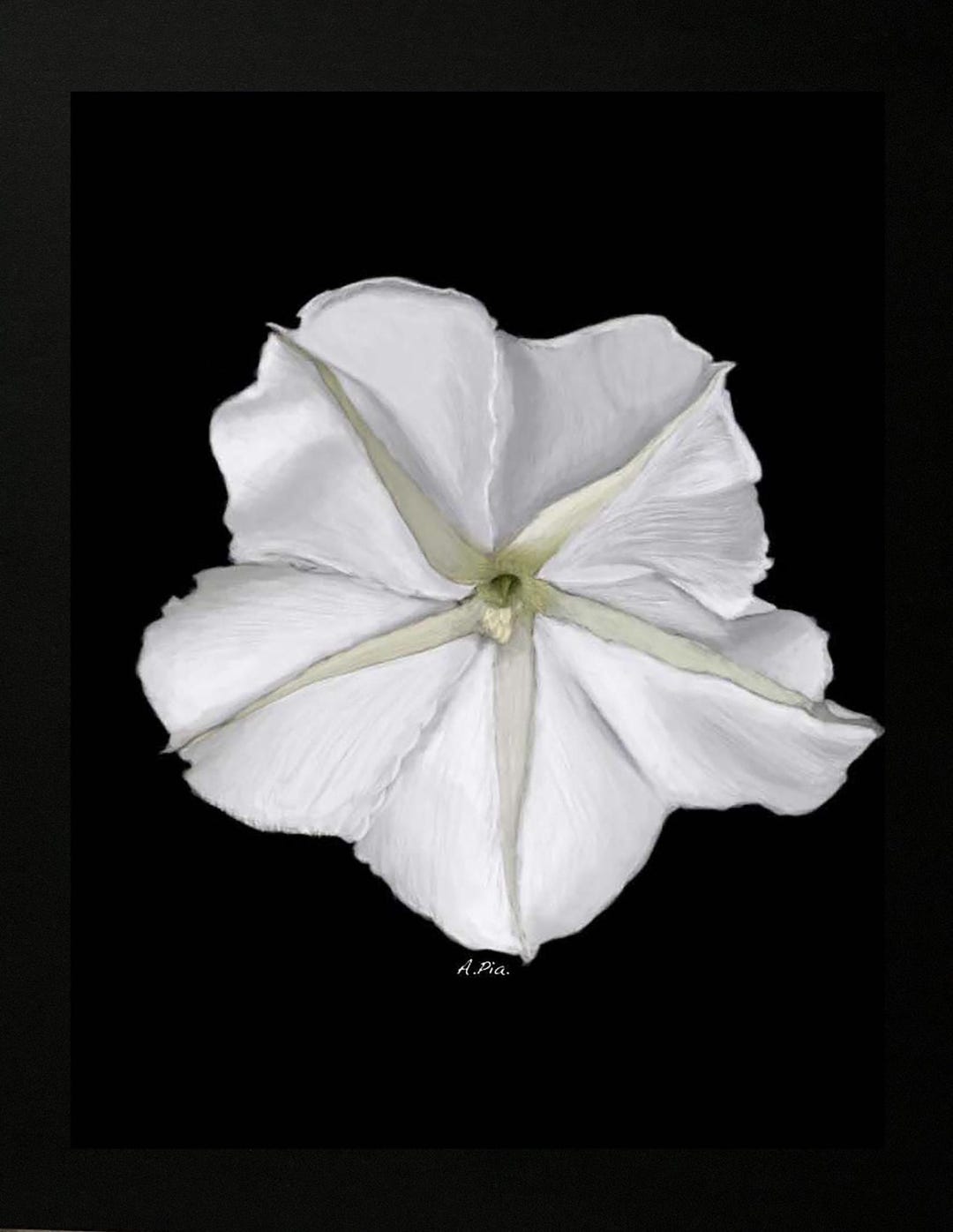 Moonflower Black and White Digital Print Poster Moonflower Digital ...