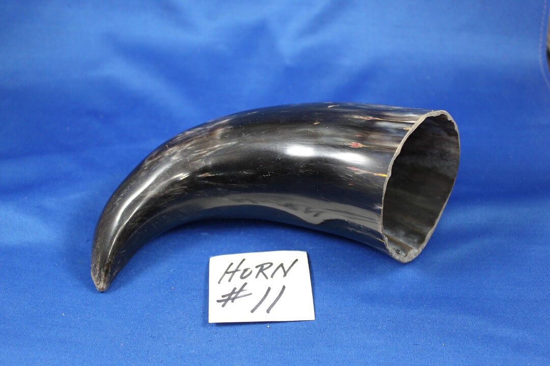 Water Buffalo Horn, Horn 11, 7 Polished Horn, Natural Horn Supply ...