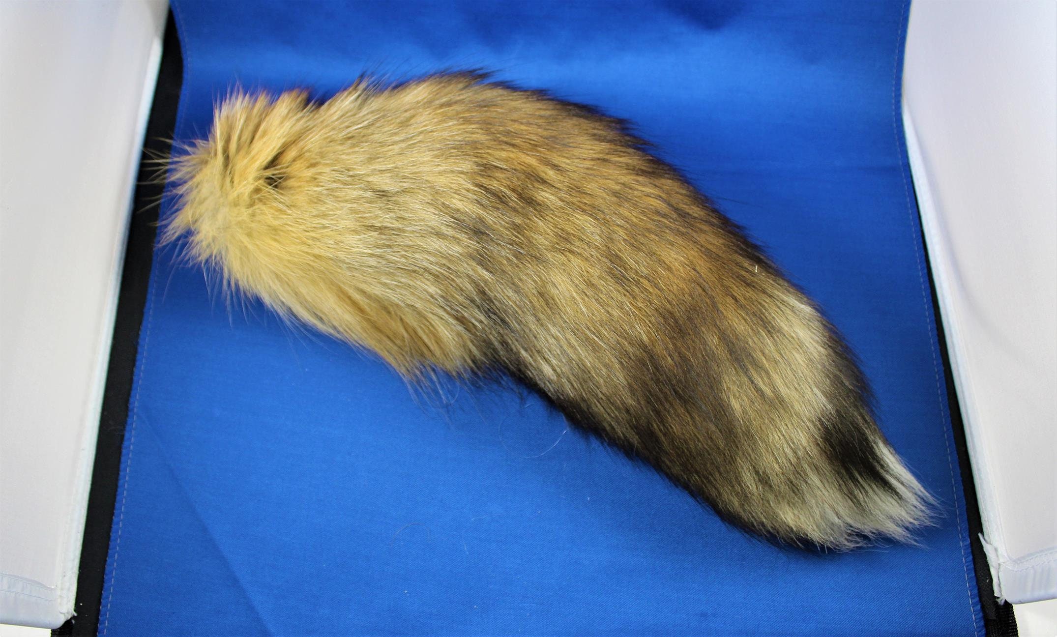 Natural Red Fox Tail 14-16 inch Tail Animal Parts Natural | Etsy