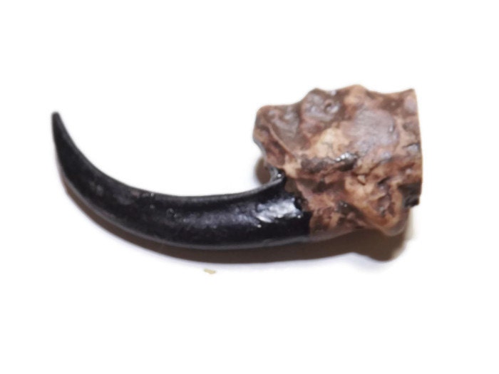 4 Synthetic Eagle Claws 2 Long Perfect for Necklace | Etsy