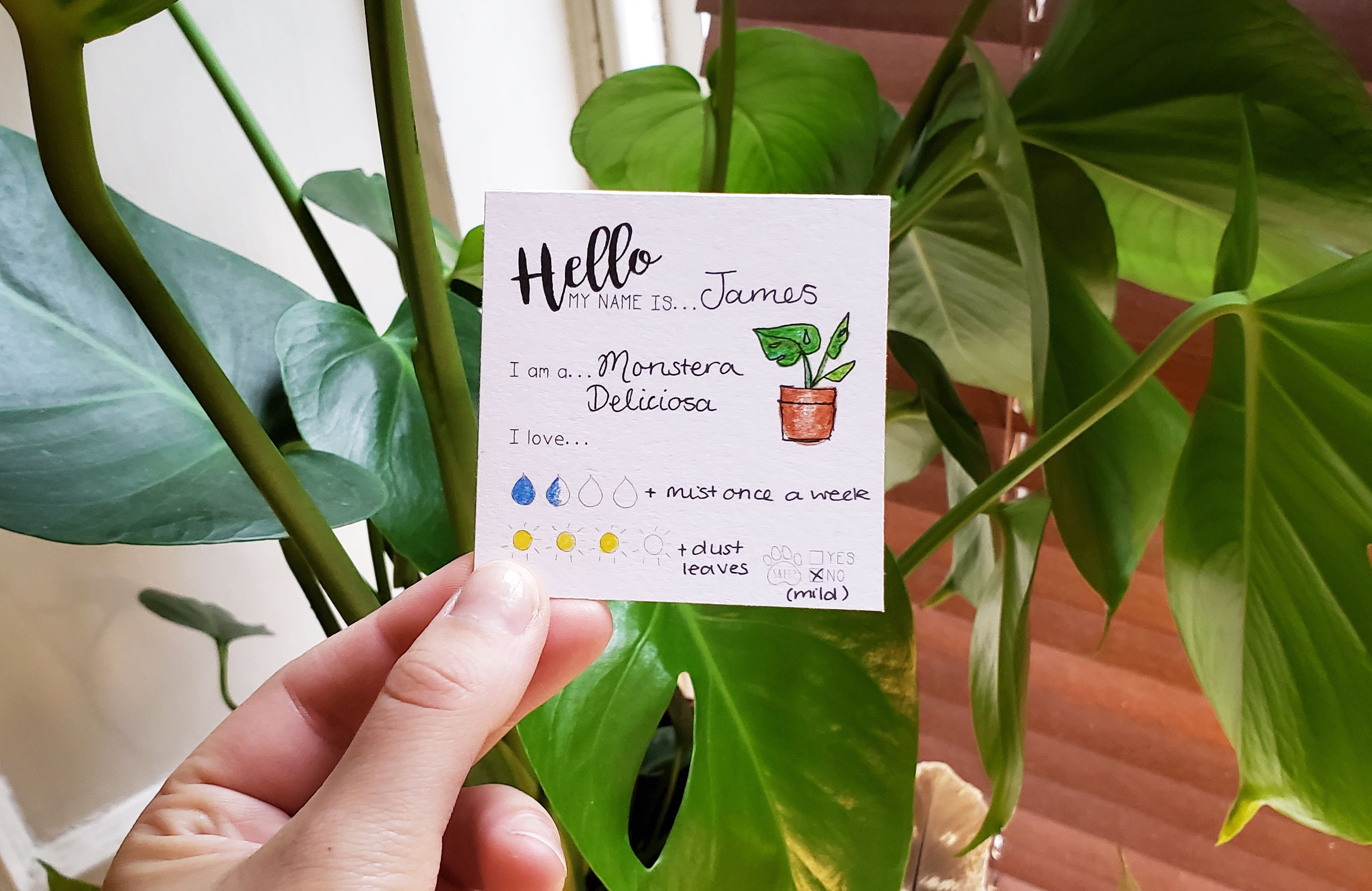 Plant Care Tags DIGITAL DOWNLOAD Print Yourself at Home | Etsy
