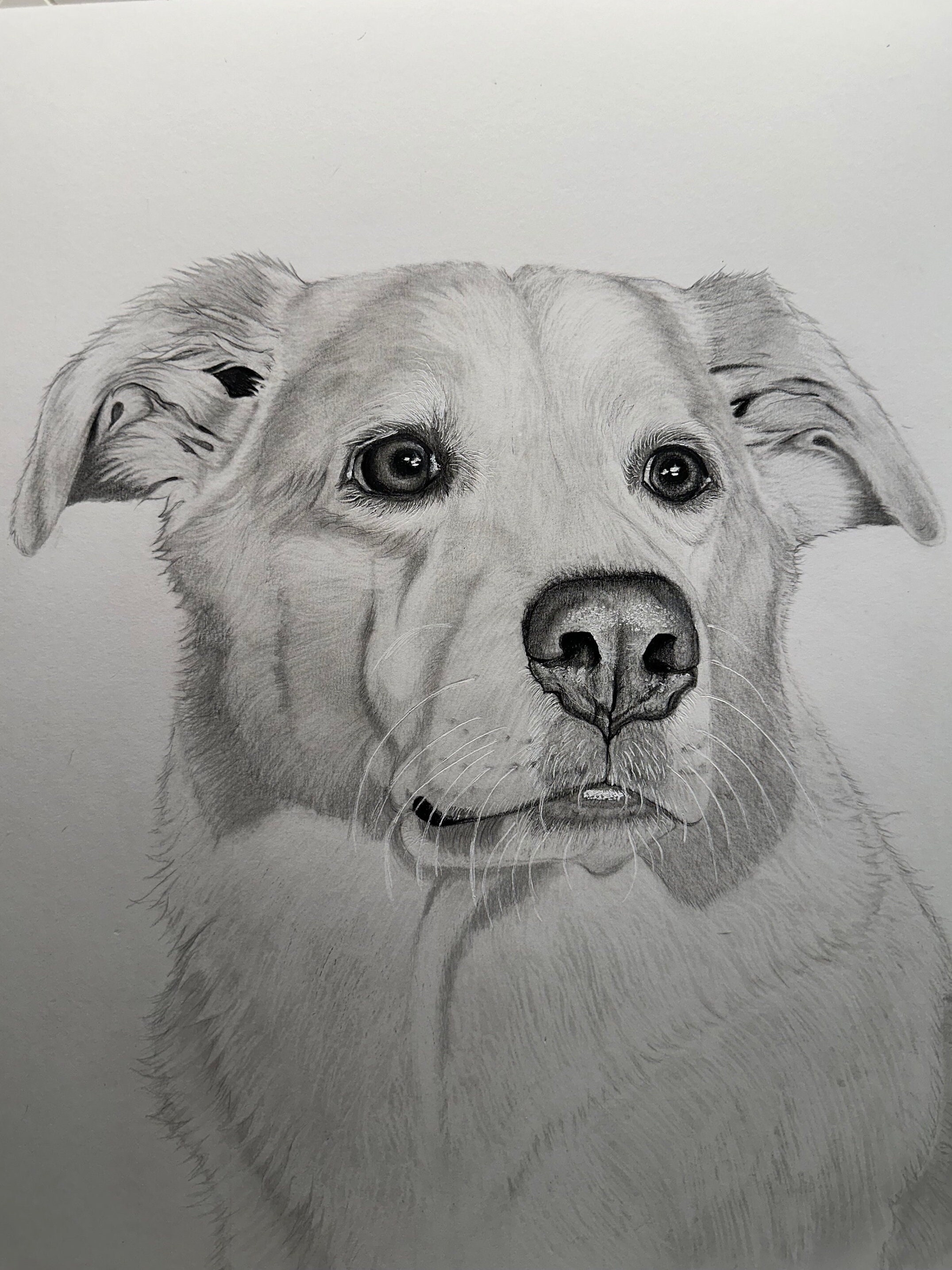 Personalised Pet Sketch, Custom Animal Drawing, Dog Portrait From Photo ...