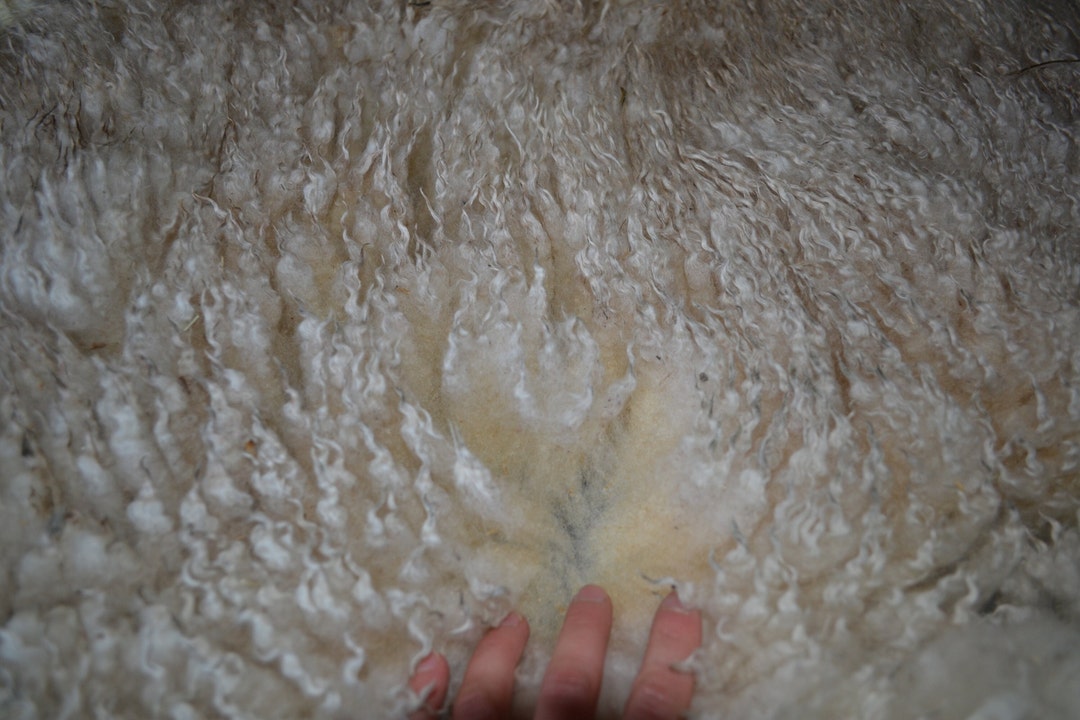 Gulf Coast Native/polypay Cross - Raw Wool - Etsy