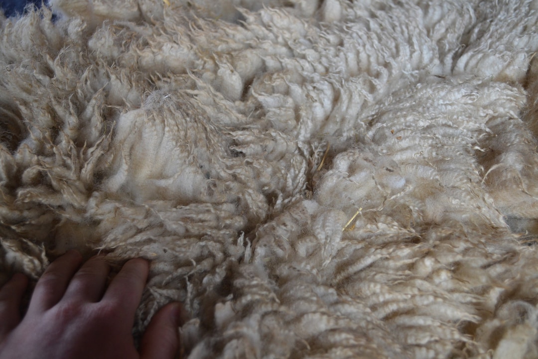 Gulf Coast Native Sheep Fleeces SE2SE Raw Wool - Etsy