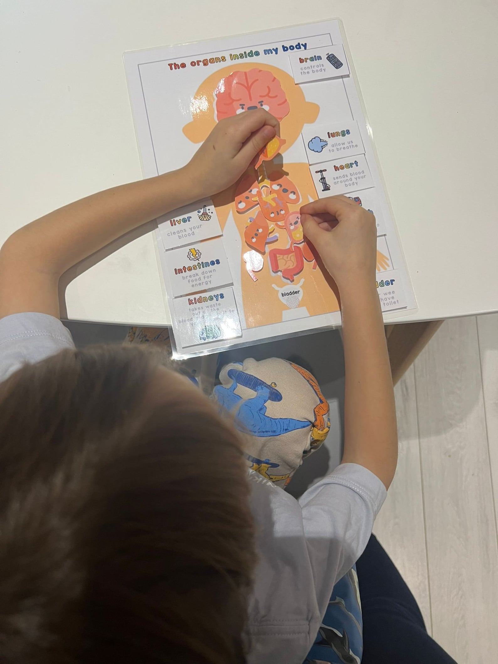 Body Organs Matching Activity, Human Body Activity, Childrens ...