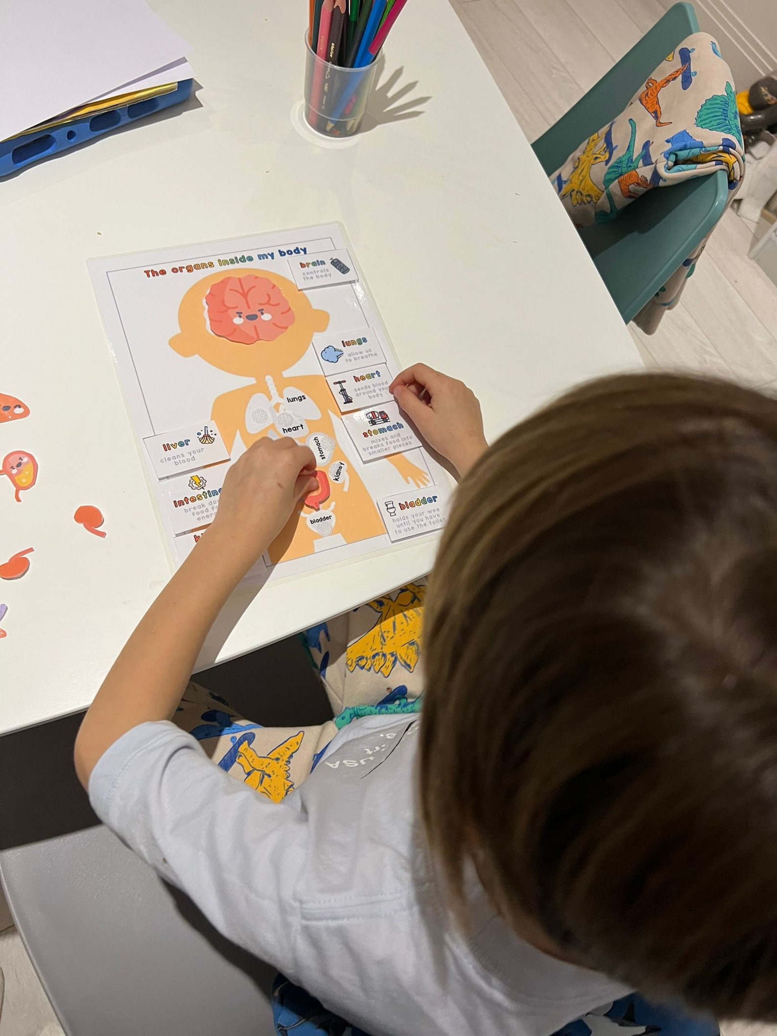 Body Organs Matching Activity, Human Body Activity, Childrens ...