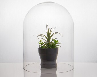 Glass Dome Display Case | Etsy