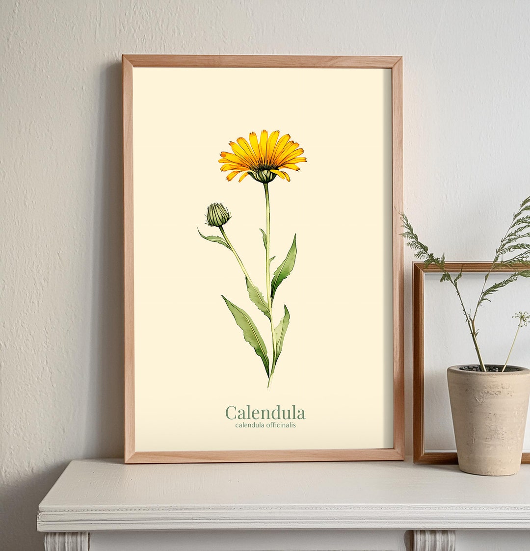 Calendula Wild Herbs PRINTABLE Digital Botanical Printable Decor Wall ...