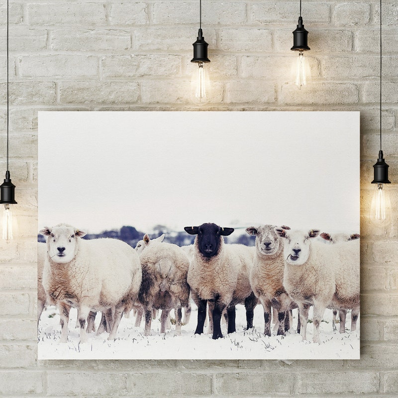 Sheep Picture - Etsy
