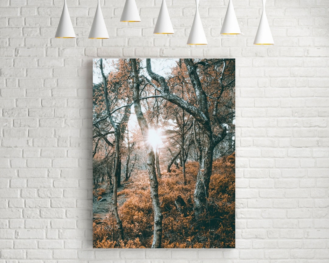 Forest of Fire Print: Woodland Landscape Photography, Sheffield UK - Etsy
