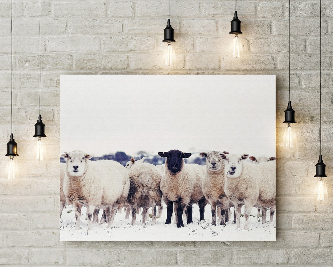 BLACK SHEEP PRINT - Original Landscape Photo Printed on Museum Quality ...