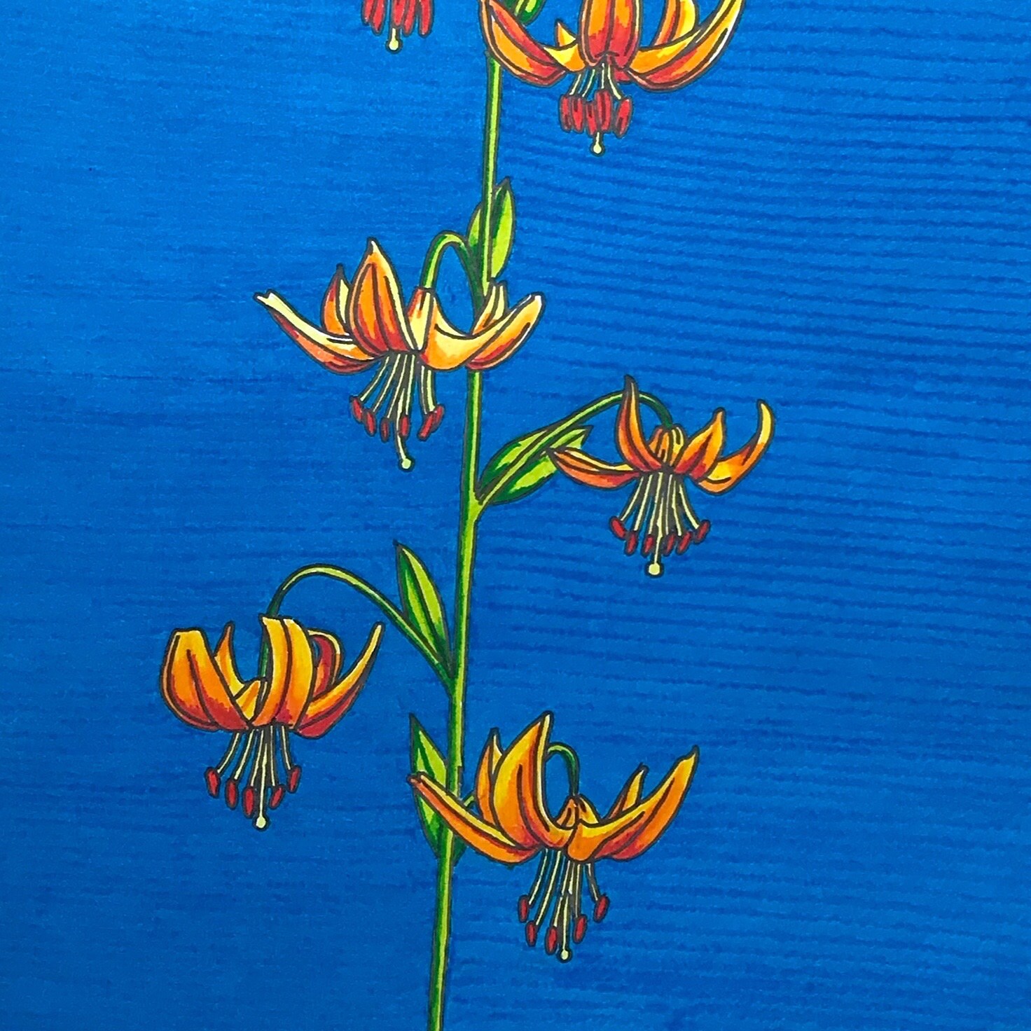 Orange Lily 2024 Original Ink on Paper Drawing by Robert Bohan - Etsy