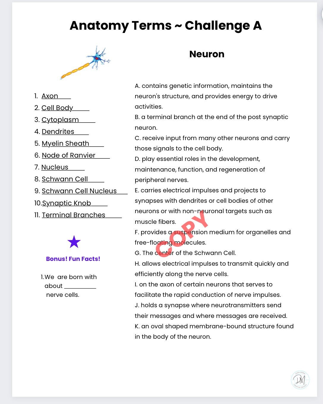 Anatomy Terms Matching (ANSWER KEYS INCLUDED) - Etsy