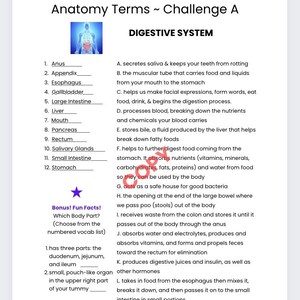 Anatomy Terms Matching (ANSWER KEYS INCLUDED) - Etsy