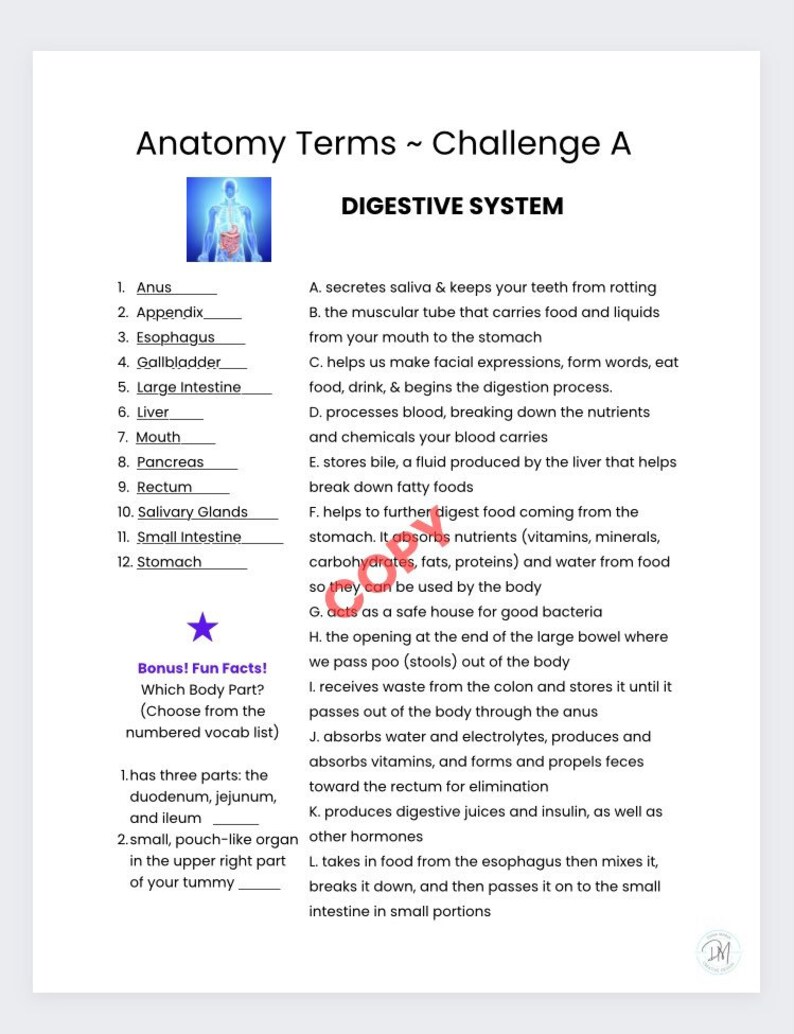 Anatomy Terms Matching (ANSWER KEYS INCLUDED) - Etsy