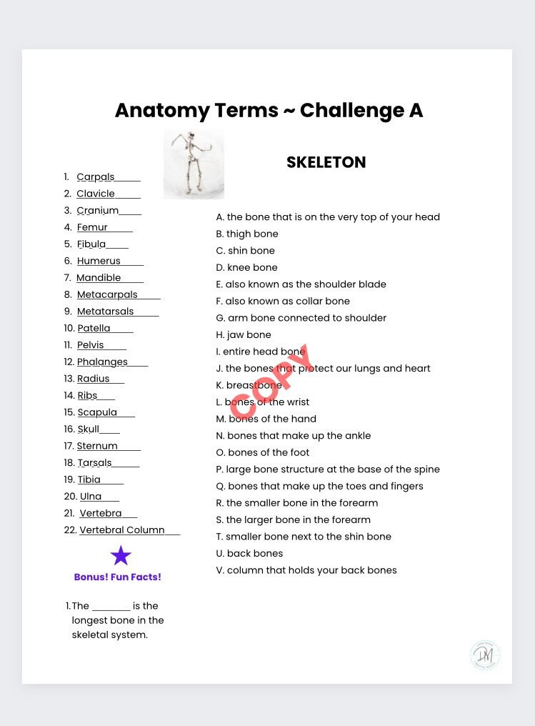 Anatomy Terms Matching (ANSWER KEYS INCLUDED) - Etsy