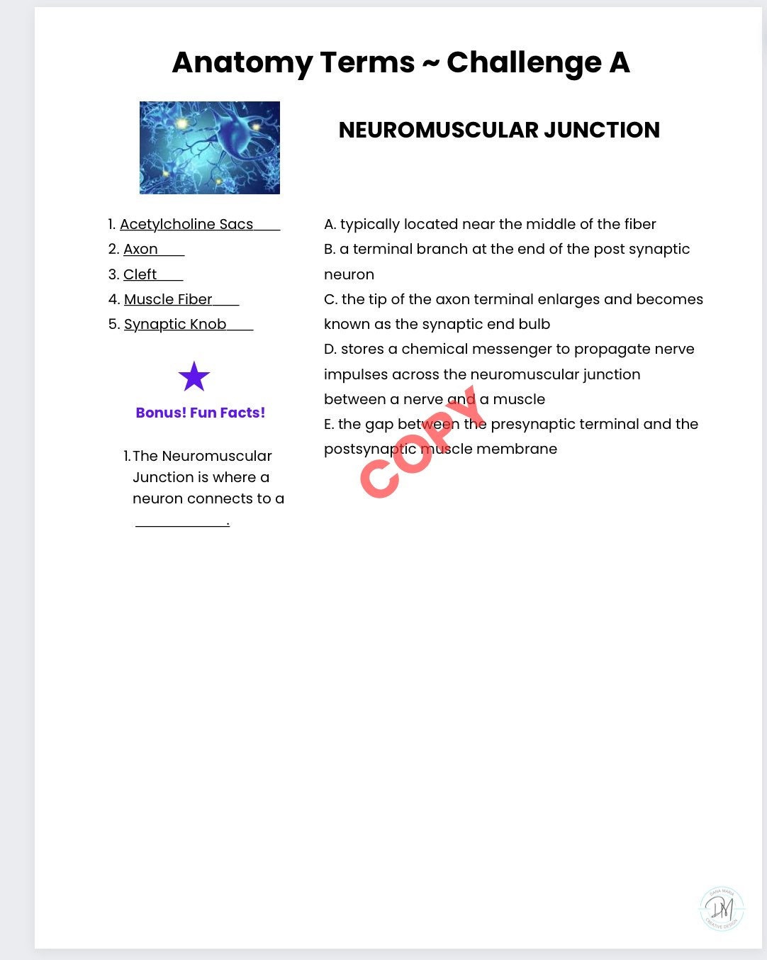 Anatomy Terms Matching (ANSWER KEYS INCLUDED) - Etsy