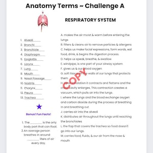 Anatomy Terms Matching (ANSWER KEYS INCLUDED) - Etsy