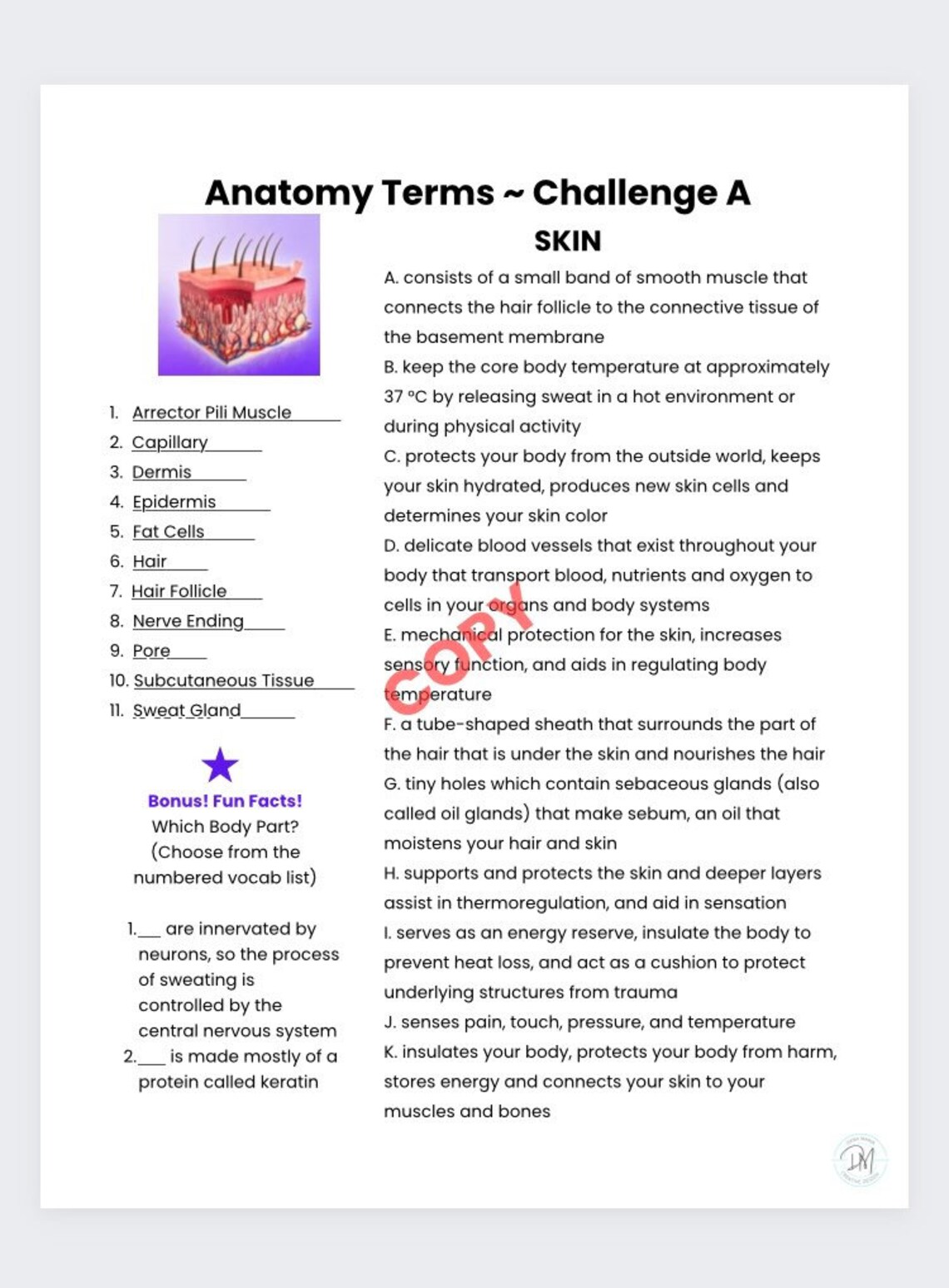 Anatomy Terms Matching (ANSWER KEYS INCLUDED) - Etsy