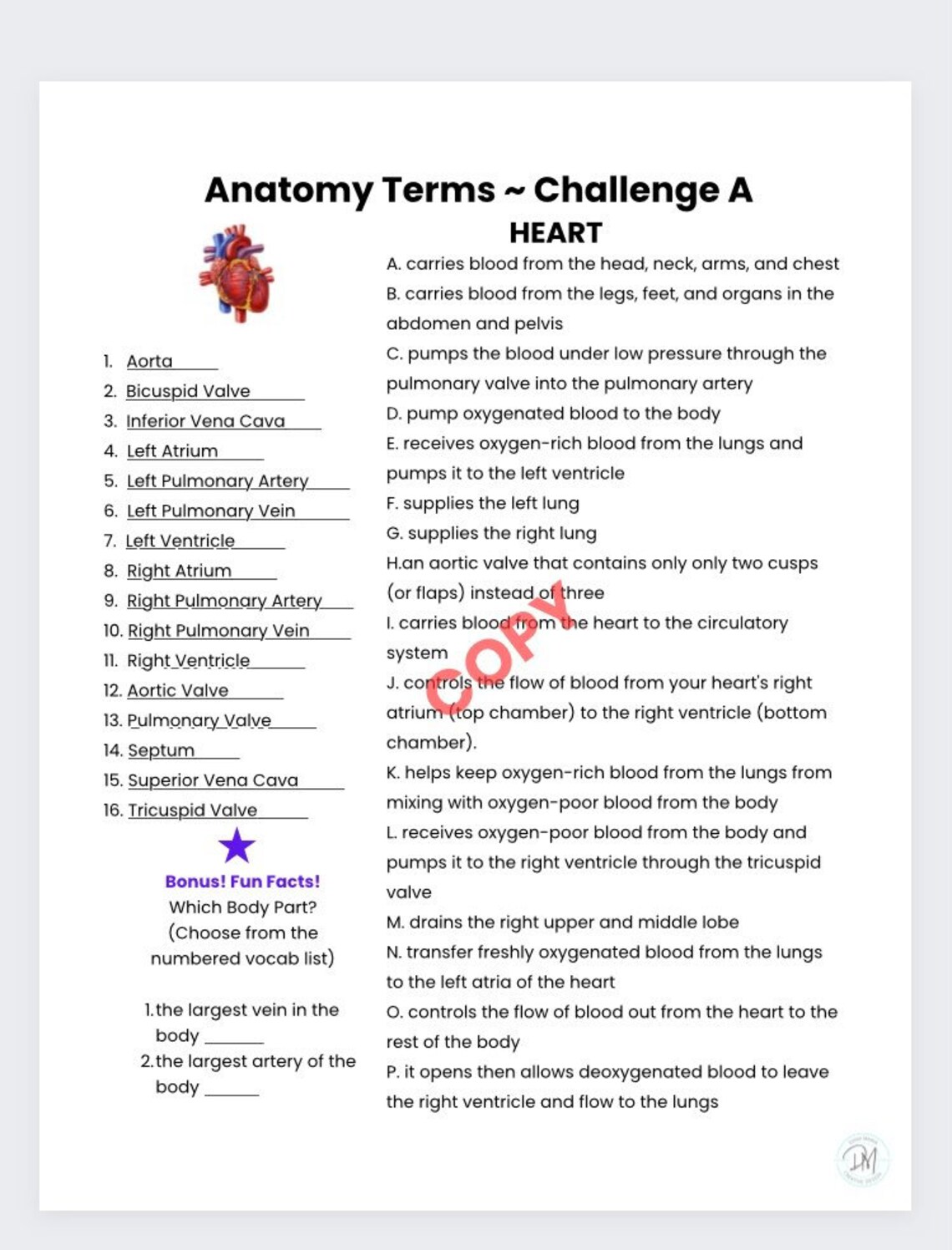 Anatomy Terms Matching (ANSWER KEYS INCLUDED) - Etsy