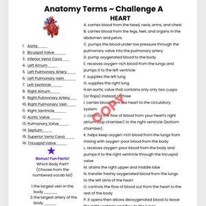 Anatomy Terms Matching (ANSWER KEYS INCLUDED) - Etsy
