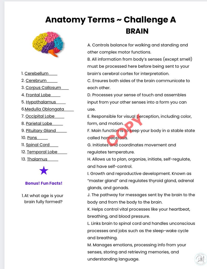 Anatomy Terms Matching (ANSWER KEYS INCLUDED) - Etsy